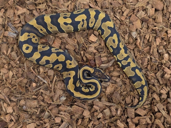 Confusion Het Clown 66% Ultramel Pos Het Caramel Ball Python by Red ...