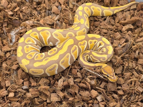 Ultramel Het Clown Pos Het Caramel Ball Python by Red Mountain ...