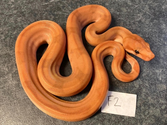 Sunset Blood Jungle Boa Constrictor by Selective Bred Reptiles
