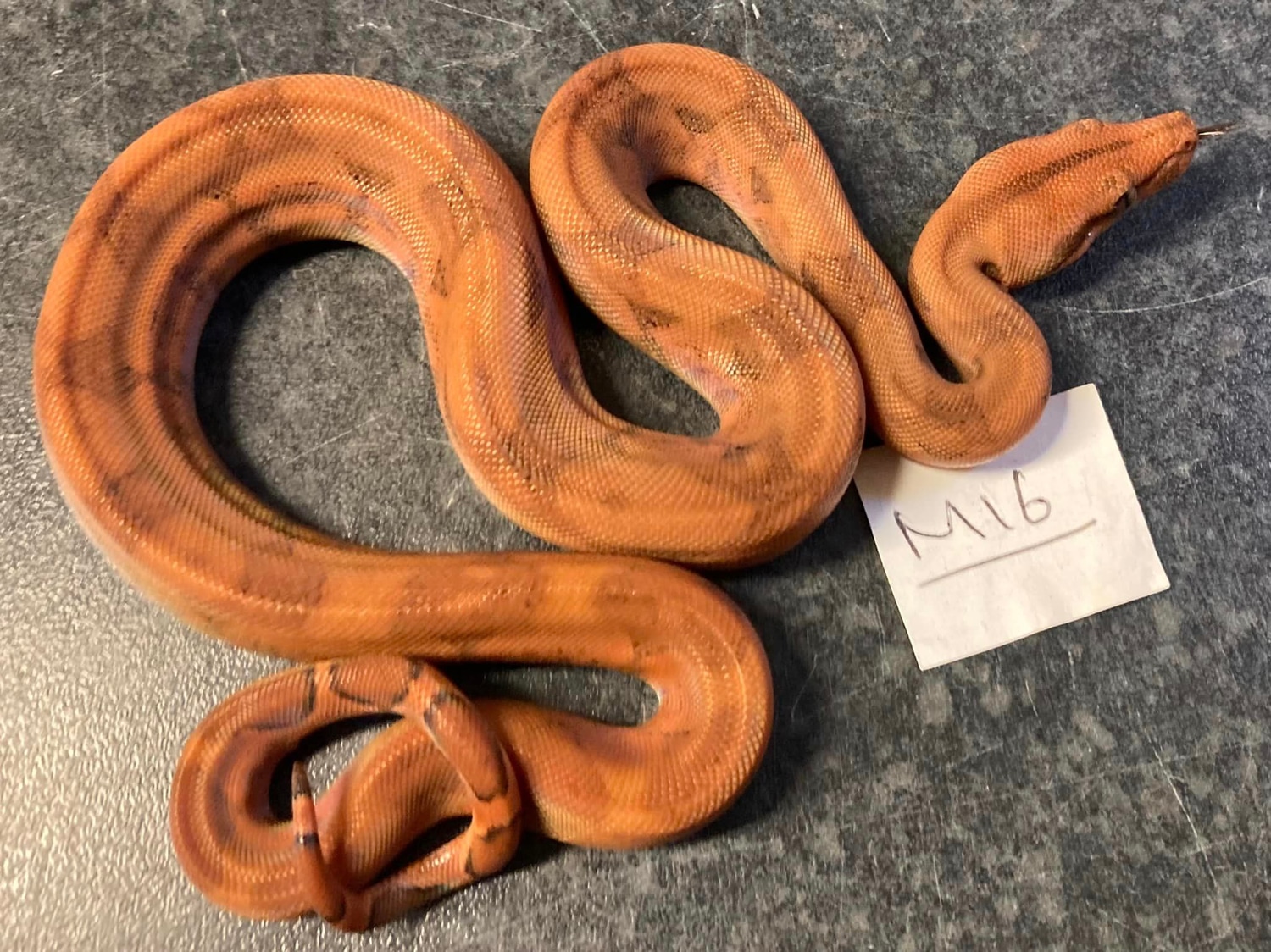 Hypo Blood Het Nic T Boa Constrictor by Selective Bred Reptiles ...