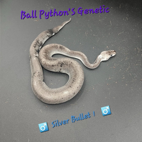 Silver Bullett Ball Python by Ball Python's Genetic