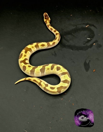 Super Enchi Orange Dream Fire Ball Python by Ball Python's Genetic