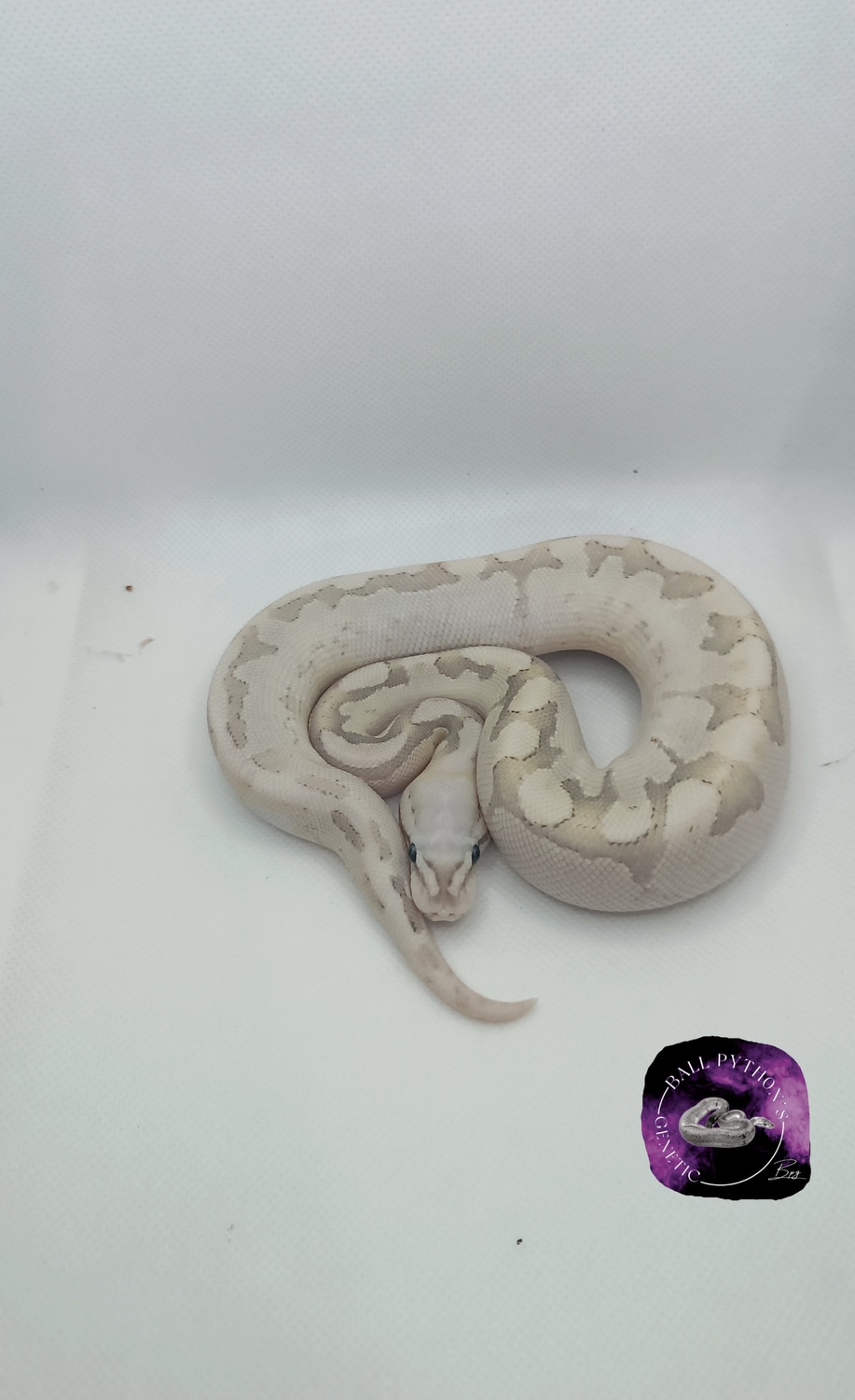Vanilla Cream Bamboo Ball Python by Ball Python's Genetic - MorphMarket