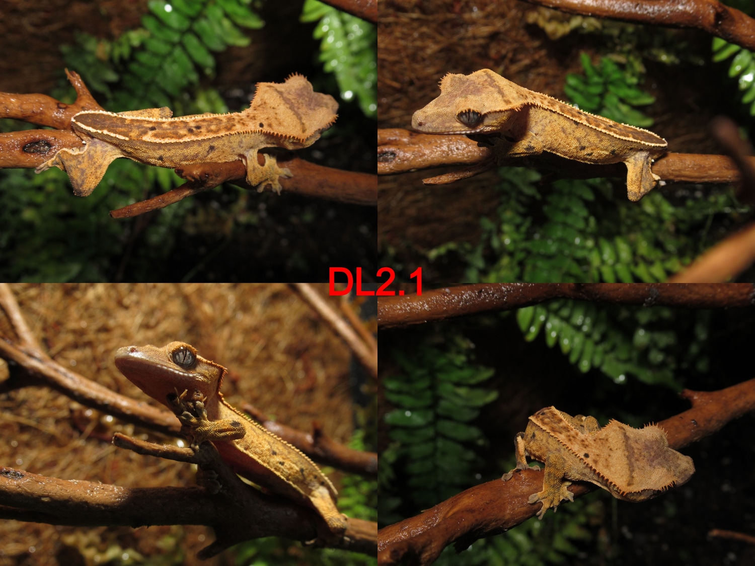 Partial Pinstripe Dalmatian Crested Gecko by Stefania's Exoticals ...