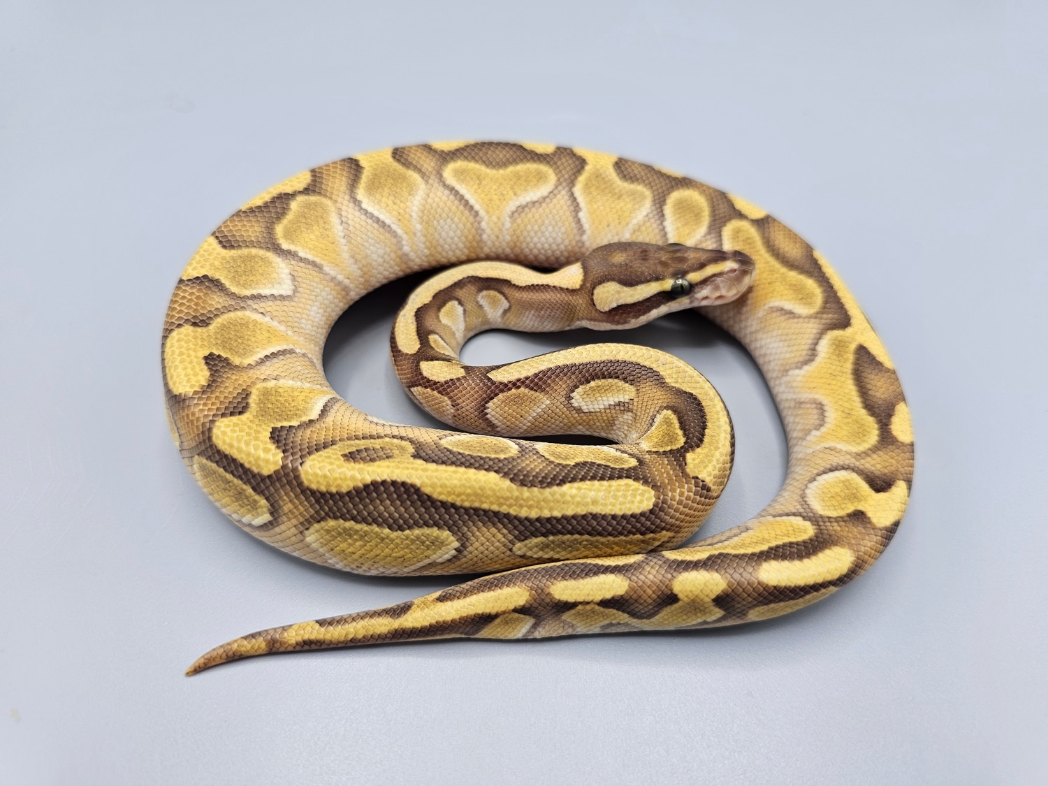 Enchi Lesser Yellowbelly Blaze Het Desert Ghost 66% Poss Het Cryptic ...