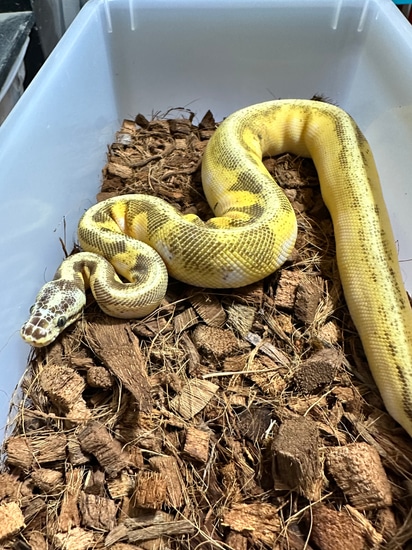 Pastel Calico OD Lace Het Albino Het Pied Possible Super Pastel Ball ...