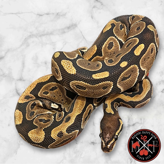 Microscale Ball Python by Marconi Happy Farm