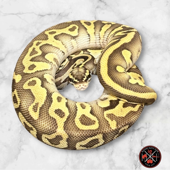 Firefly Leopard Ball Python by Marconi Happy Farm