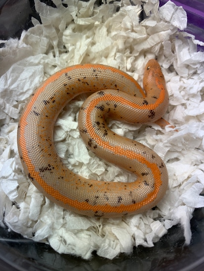 2019 Striped Paradox Albino Female Kenyan Sand Boa by Marc X Silver ...