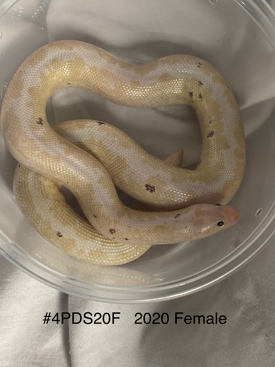 Stripe Paradox Snow Female Kenyan Sand Boa by Marc X Silver Quality ...