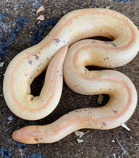 Stripe Paradox Albino Kenyan Sand Boa by Marc X Silver Quality Kenyan ...