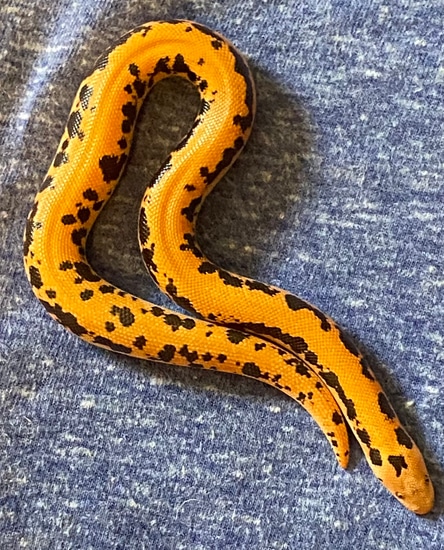 Paint Het Anery And Albino Kenyan Sand Boa by Marc X Silver Quality ...