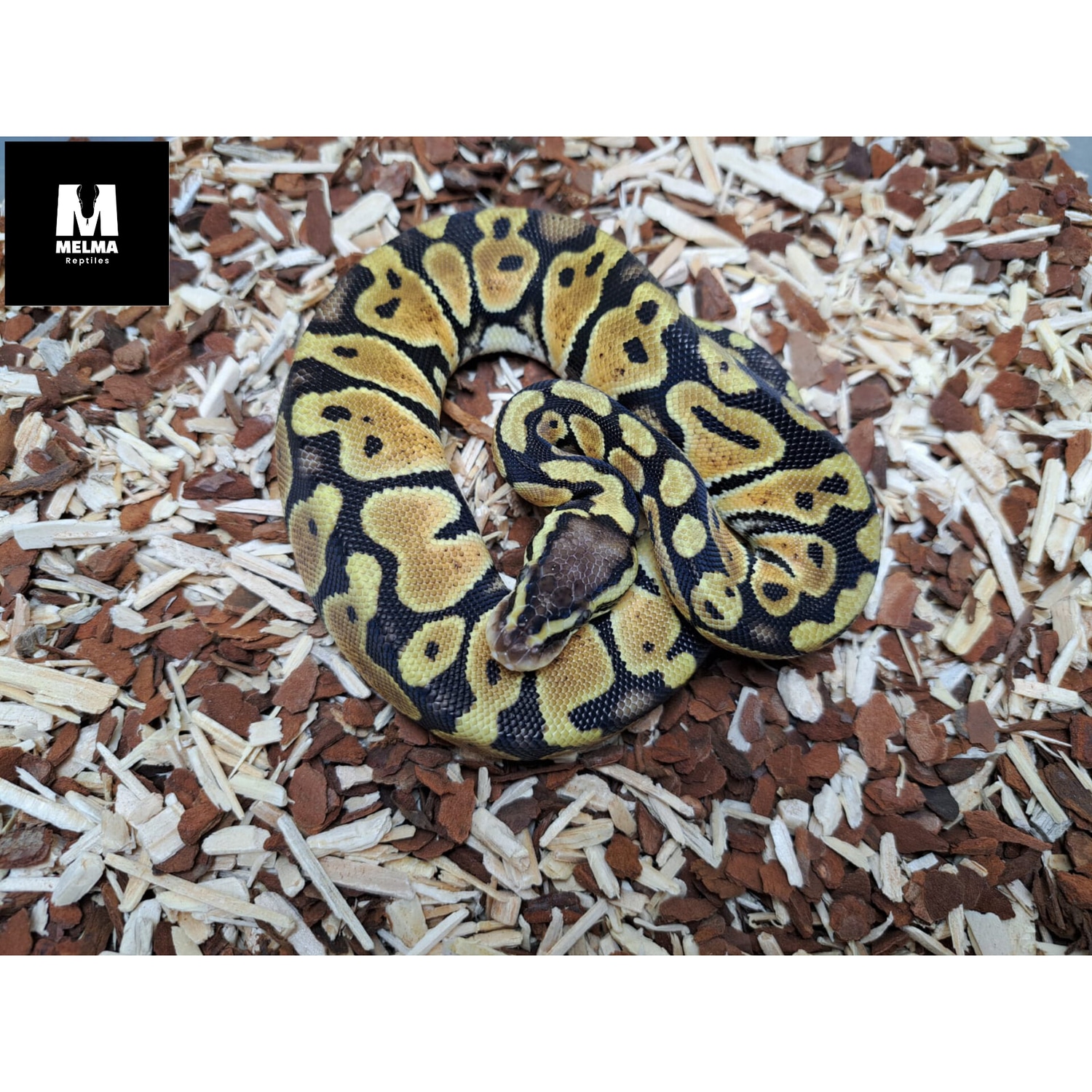 20230113 Pastel Ball Python by Melma_Reptiles - MorphMarket