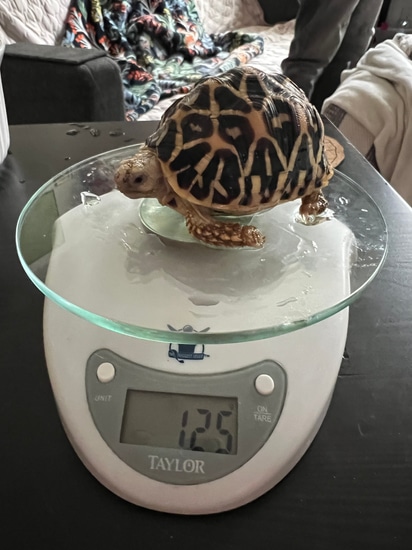 CB Sri Lankan Star (Presumed Female) Indian Star Tortoise by BOG BABIES