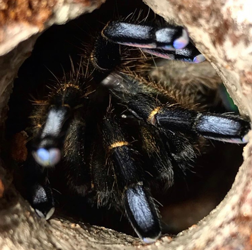 Idiothele Mira “trap Door Tarantula by KF Invertebrates - MorphMarket