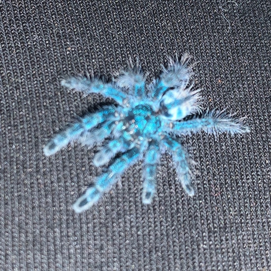 Versicolor Tarantula by KF Invertebrates