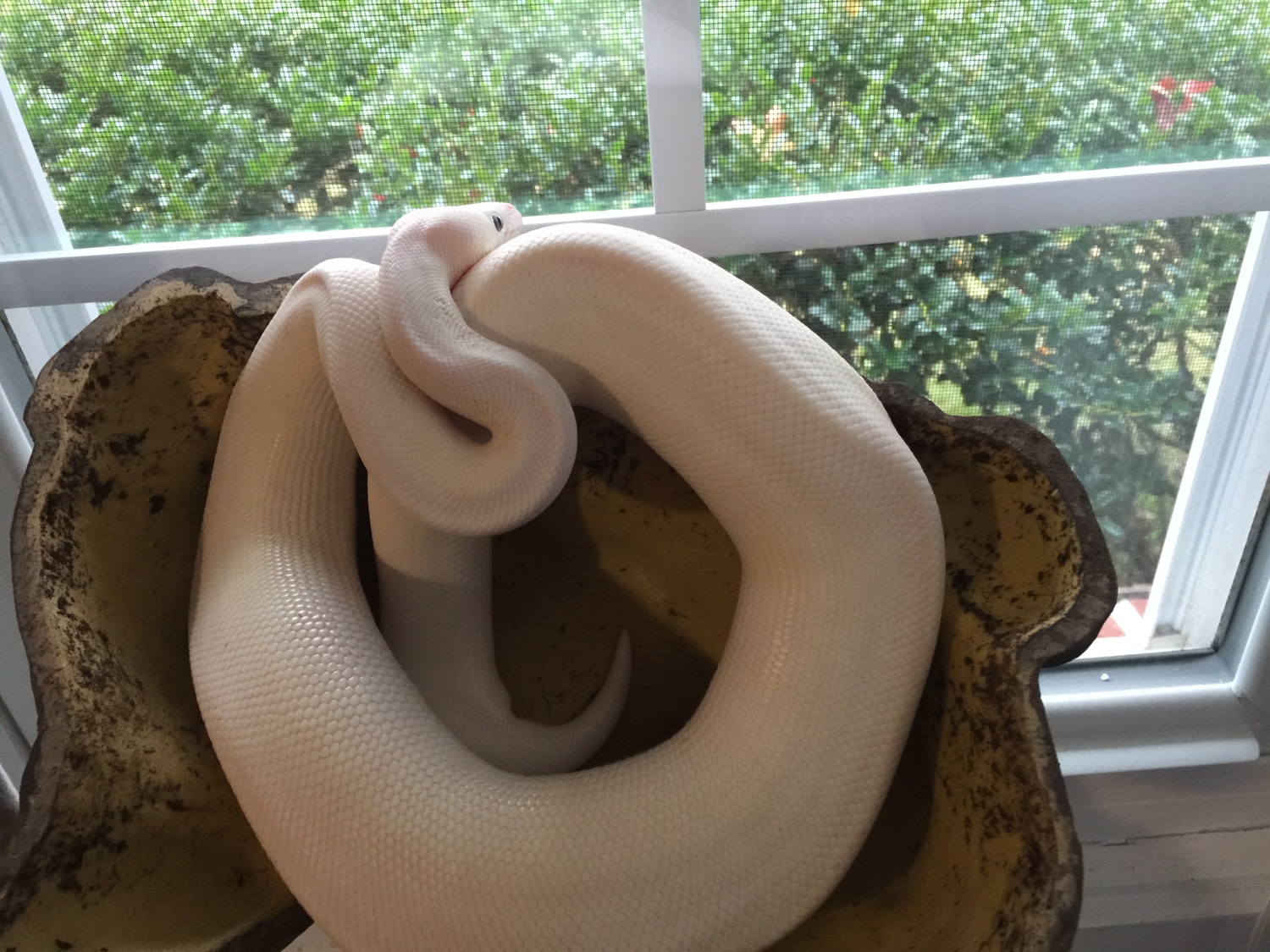 Lesser Mojave Pos Enchi Ball Python by Martians Creations - MorphMarket
