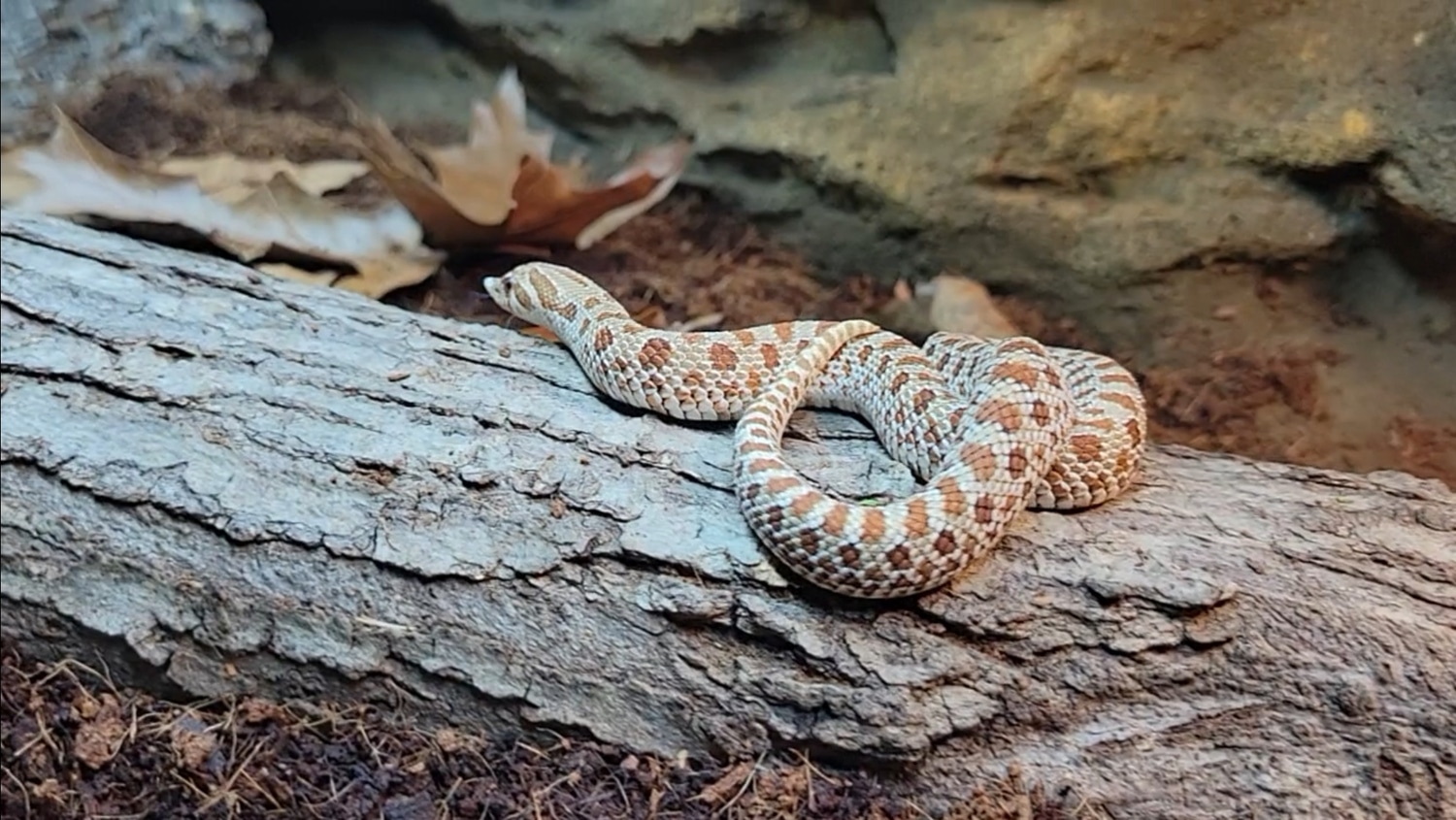 Green Het Axanthic Western Hognose by After Their Kind - MorphMarket