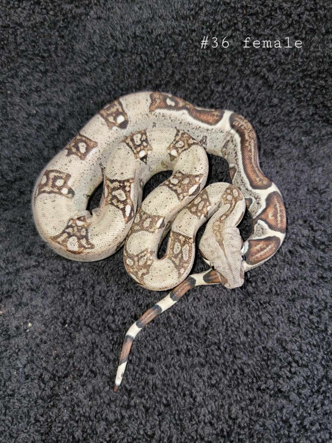 Het Anery Type 1 - Het Albino Kahl Boa Constrictor by MFRS Herps and ...