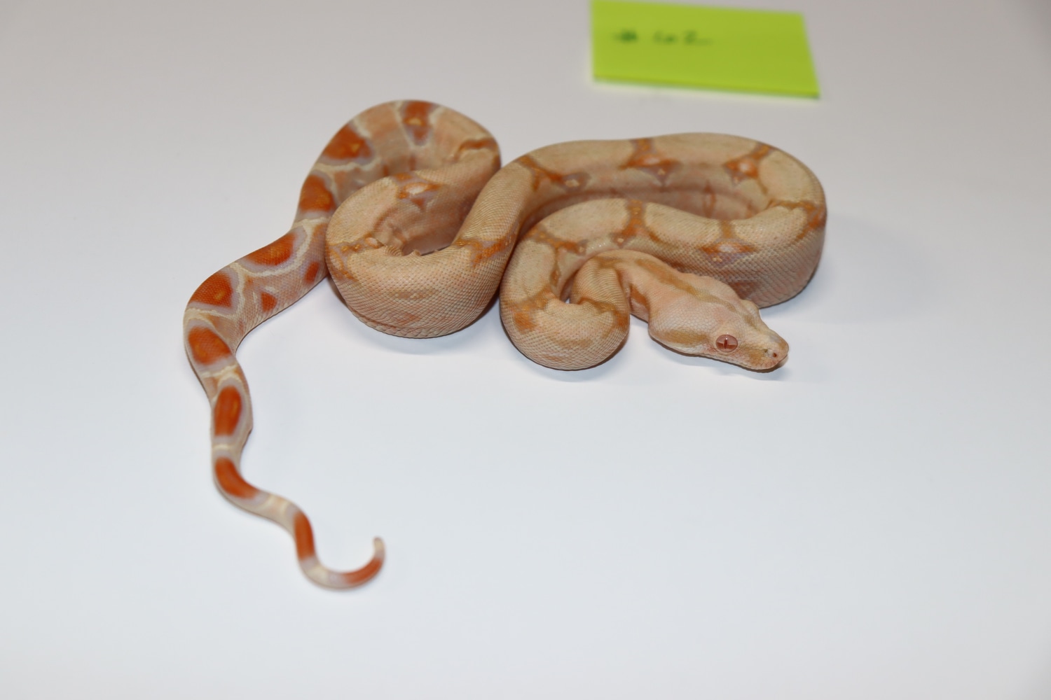 Albino Kahl - Het Blood. Red Dragon Maker Boa Constrictor by MFRS Herps ...