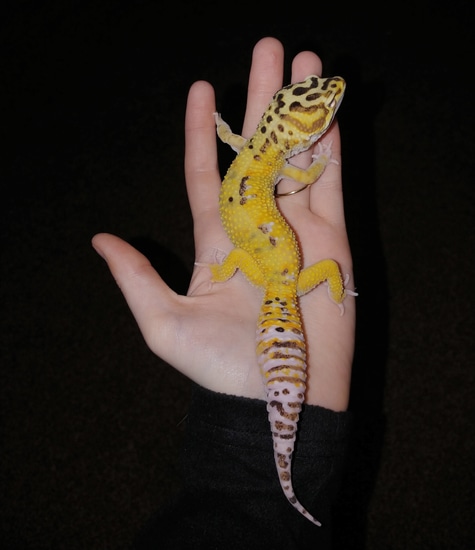Chimera Leopard Gecko by K&C Geckos