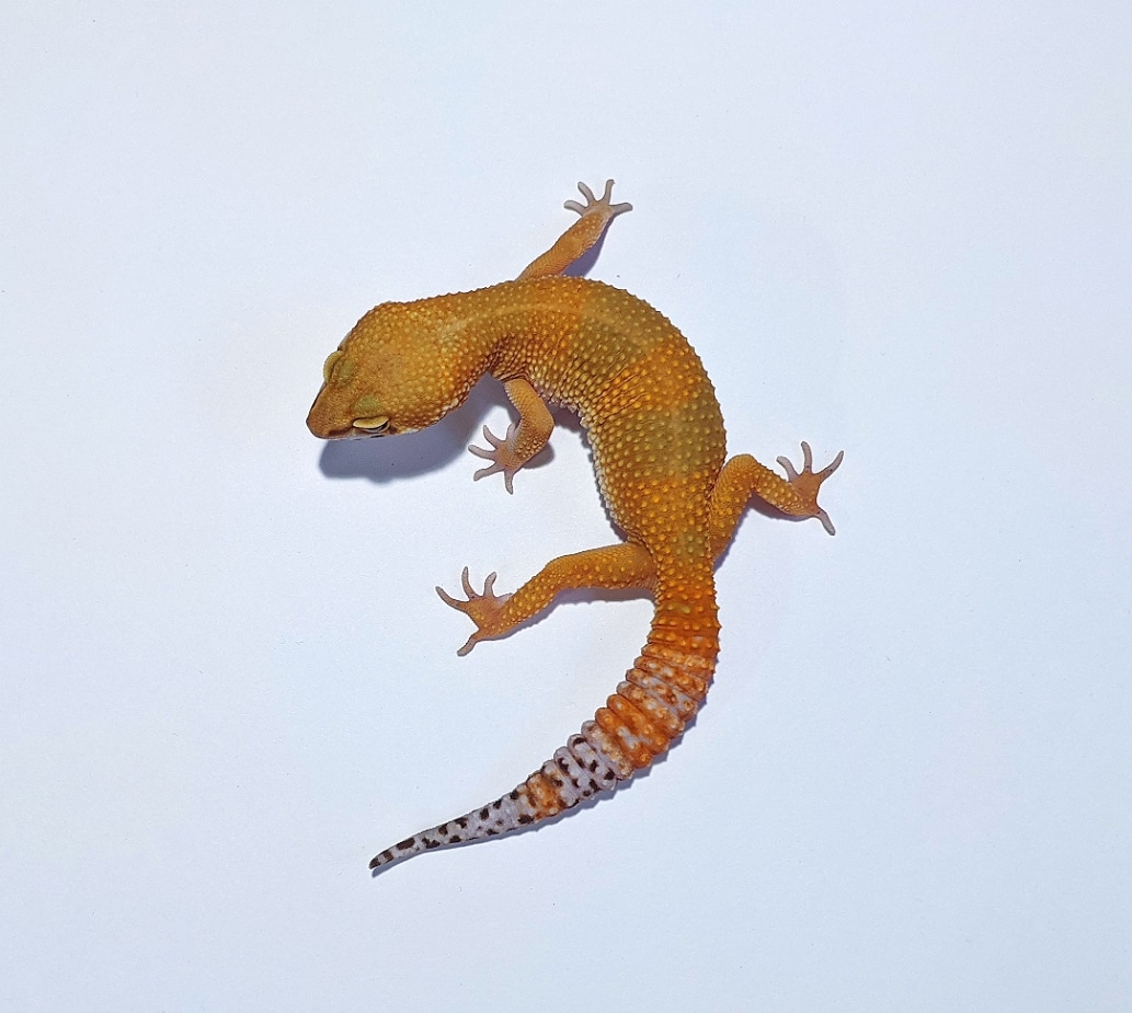 Red Diamond/Emerine Cross Leopard Gecko by K&C Geckos - MorphMarket