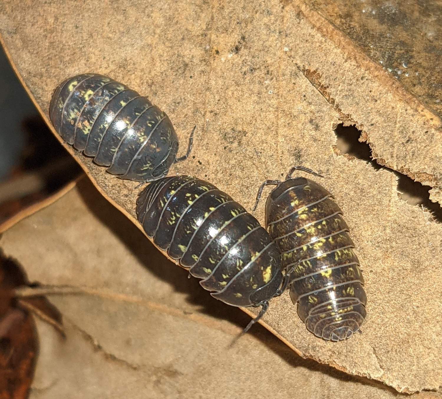 20 Armadillium Vulgare - Starter Culture Isopod by K&C Geckos - MorphMarket