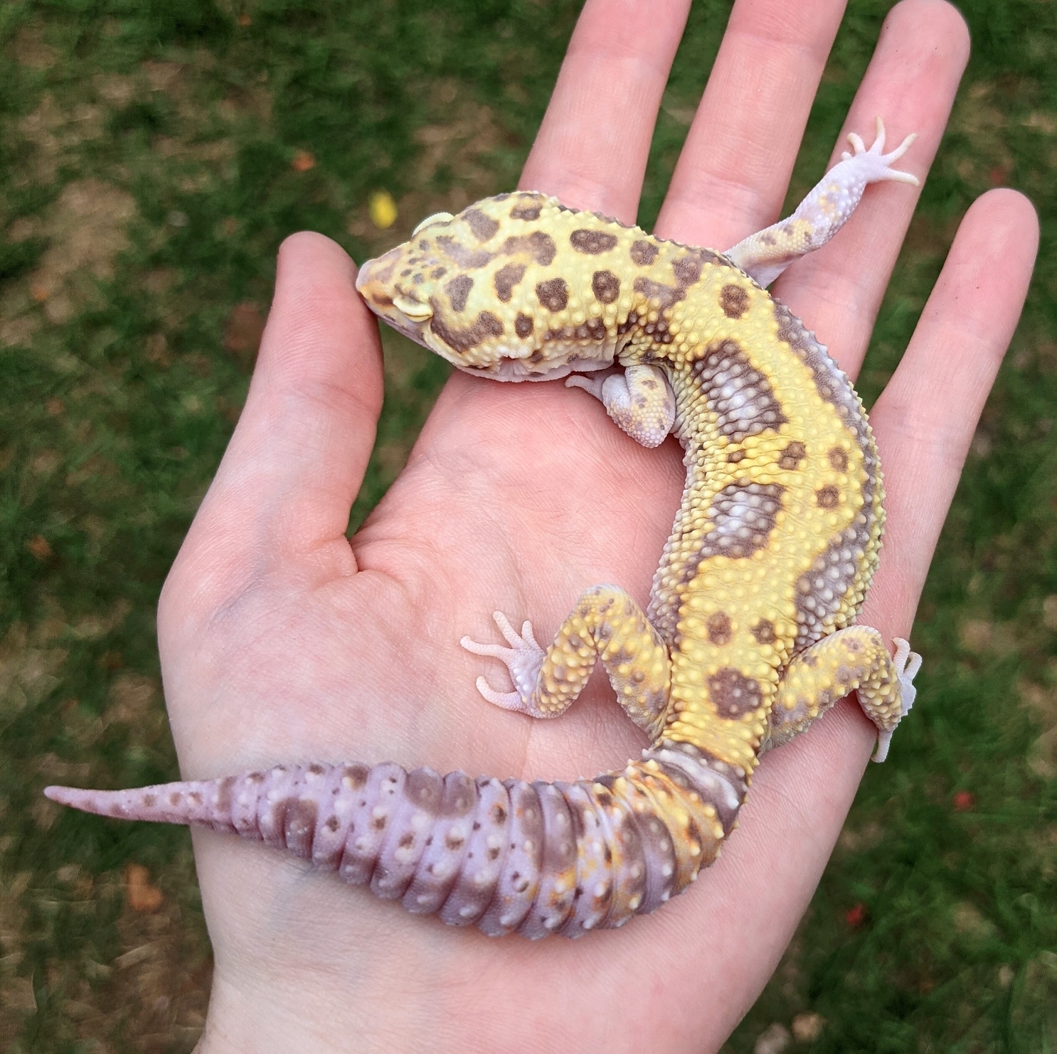 Bell Eclipse Leopard Gecko by K&C Geckos - MorphMarket