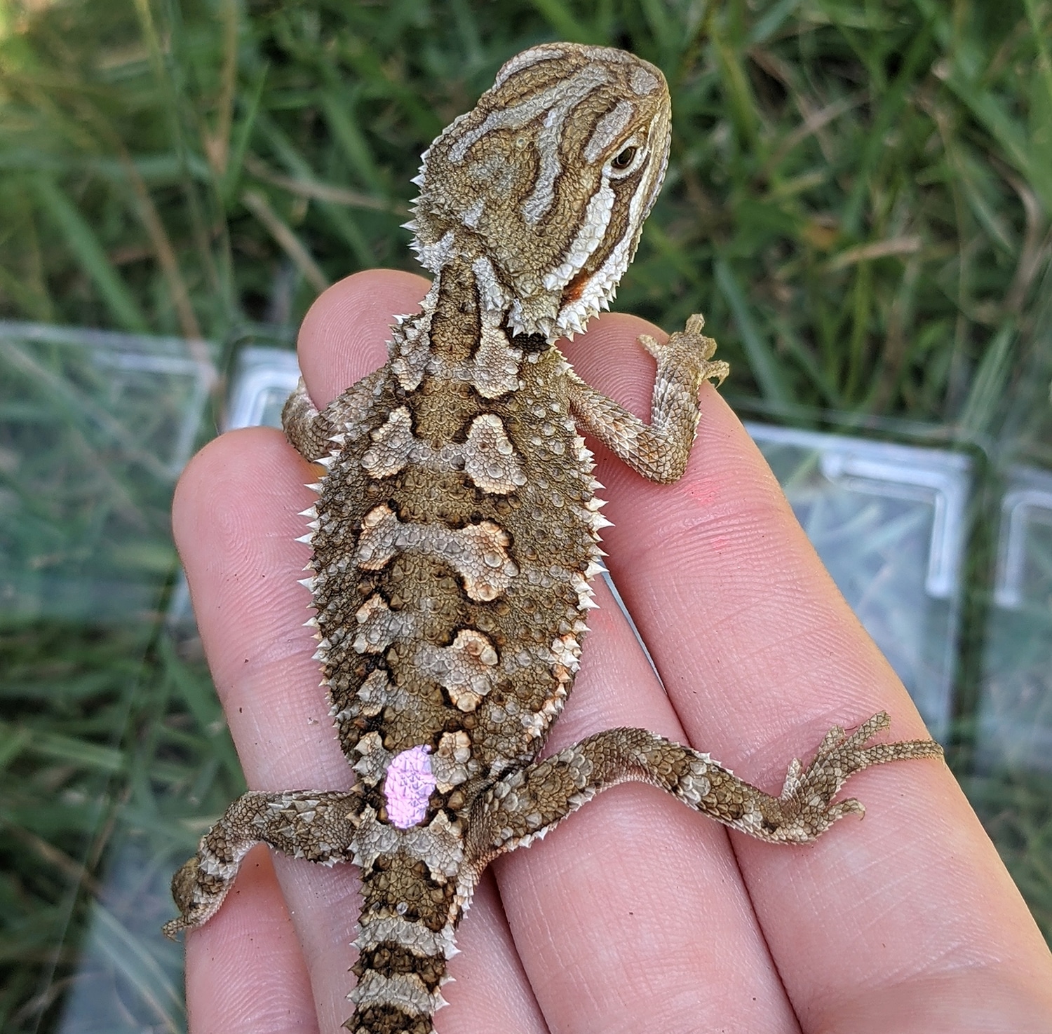 Rankins - Pink Rankin's Dragon by K&C Geckos - MorphMarket