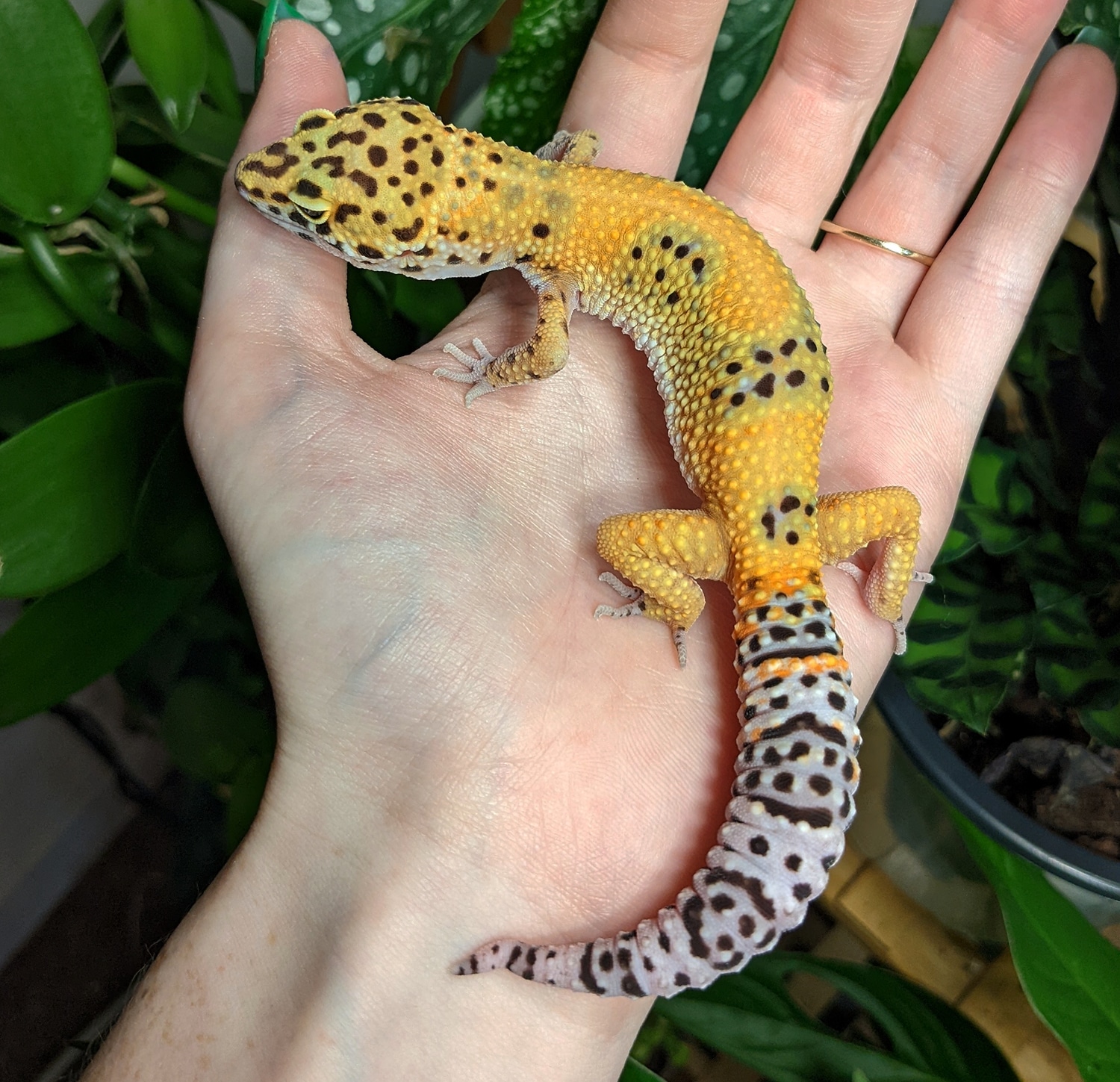 Red Diamond/Emerine Cross Leopard Gecko by K&C Geckos - MorphMarket