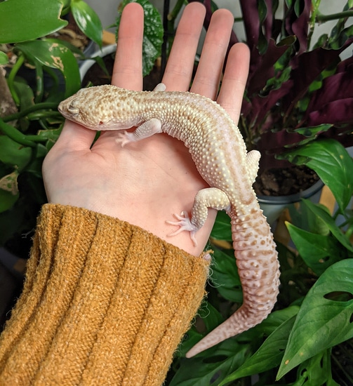 SALE - Reverse Stripe Snow Raptor Het Blizzard Leopard Gecko by K&C Geckos