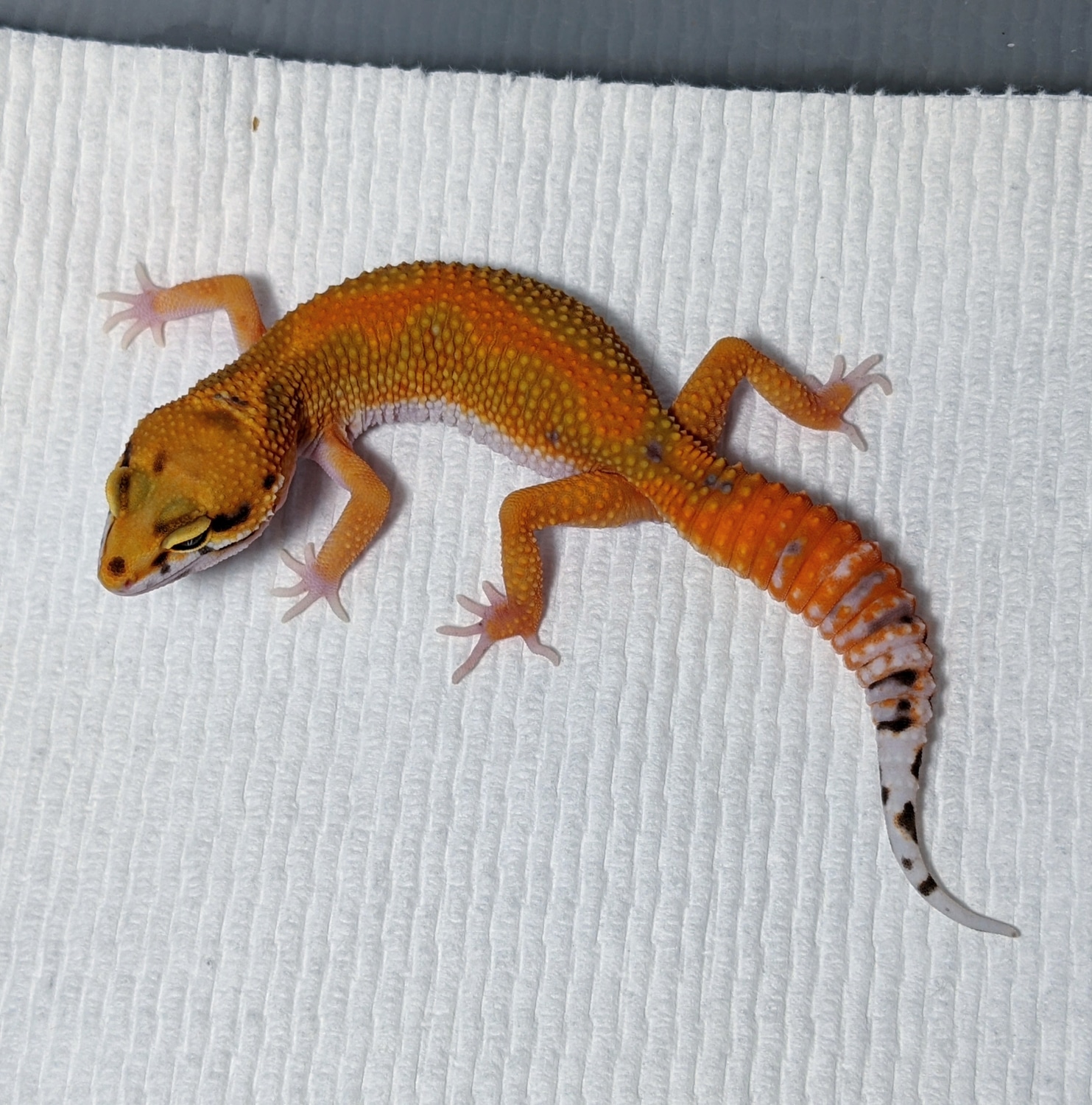 Red Diamond/Emerine Cross Het Tremper, Pos Hey Eclipse Leopard Gecko by ...