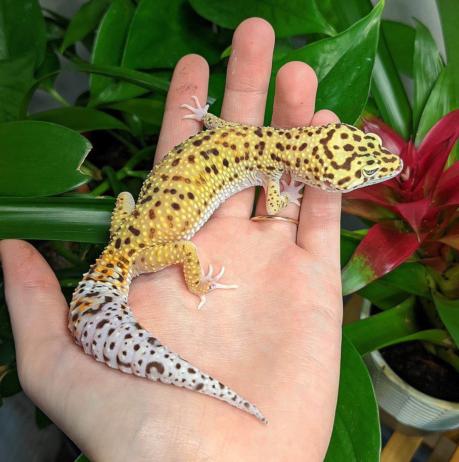 SALE - Eclipse - Red Diamond/Emerine Cross Leopard Gecko by K&C Geckos ...