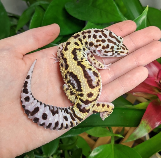 SALE - Bold Snow Het Raptor Leopard Gecko by K&C Geckos