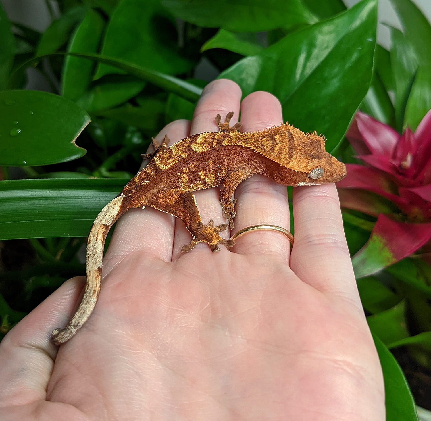 Red Harlequin Crested Gecko by K&C Geckos - MorphMarket