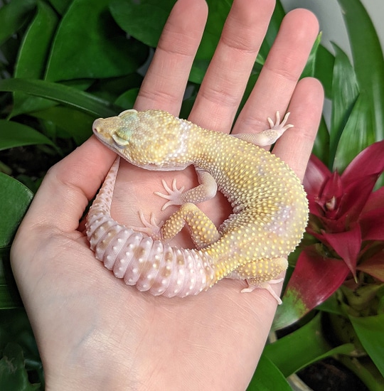 SALE - Snow Raptor 50% Het Blizzard Leopard Gecko by K&C Geckos