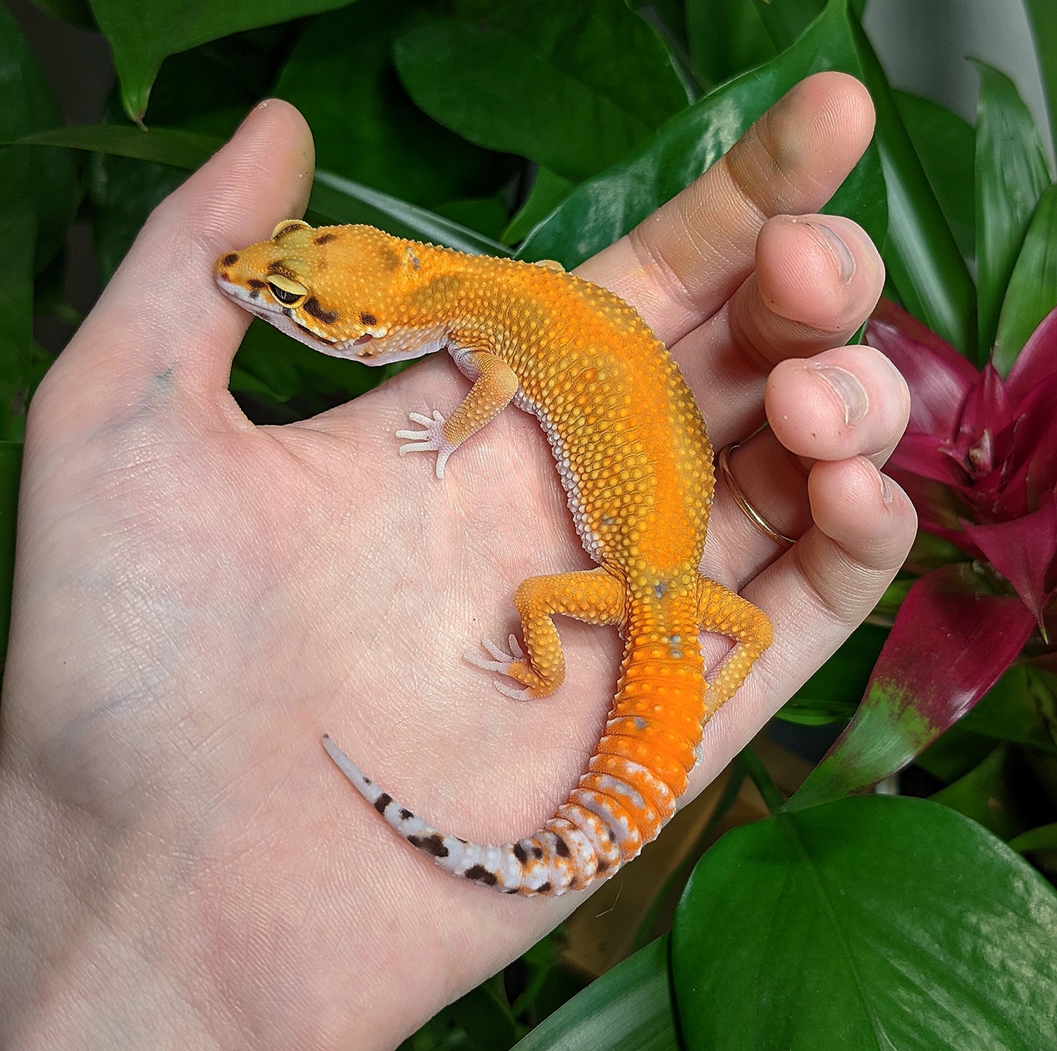 Red Diamond/Emerine Cross Het Tremper, Pos Hey Eclipse Leopard Gecko by ...