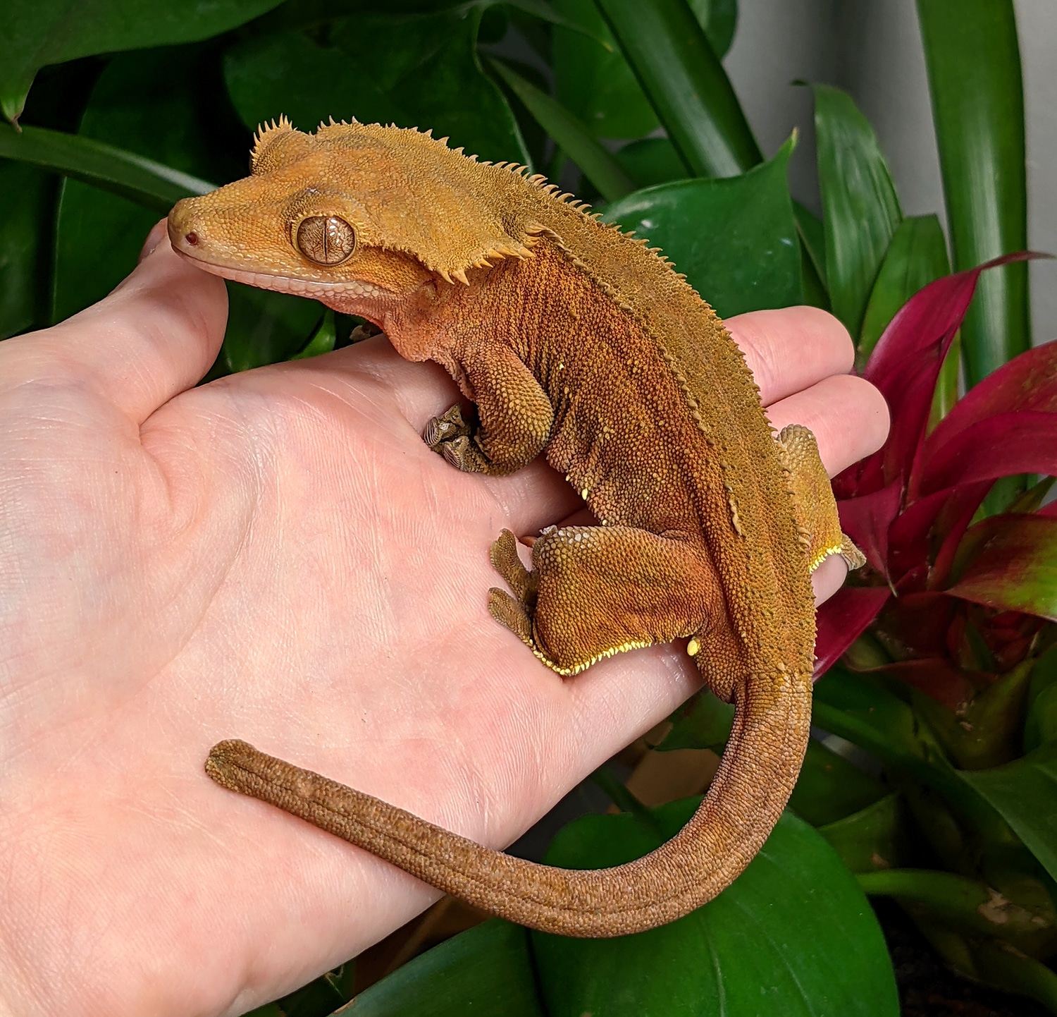 Red Patternless Crested Gecko by K&C Geckos - MorphMarket