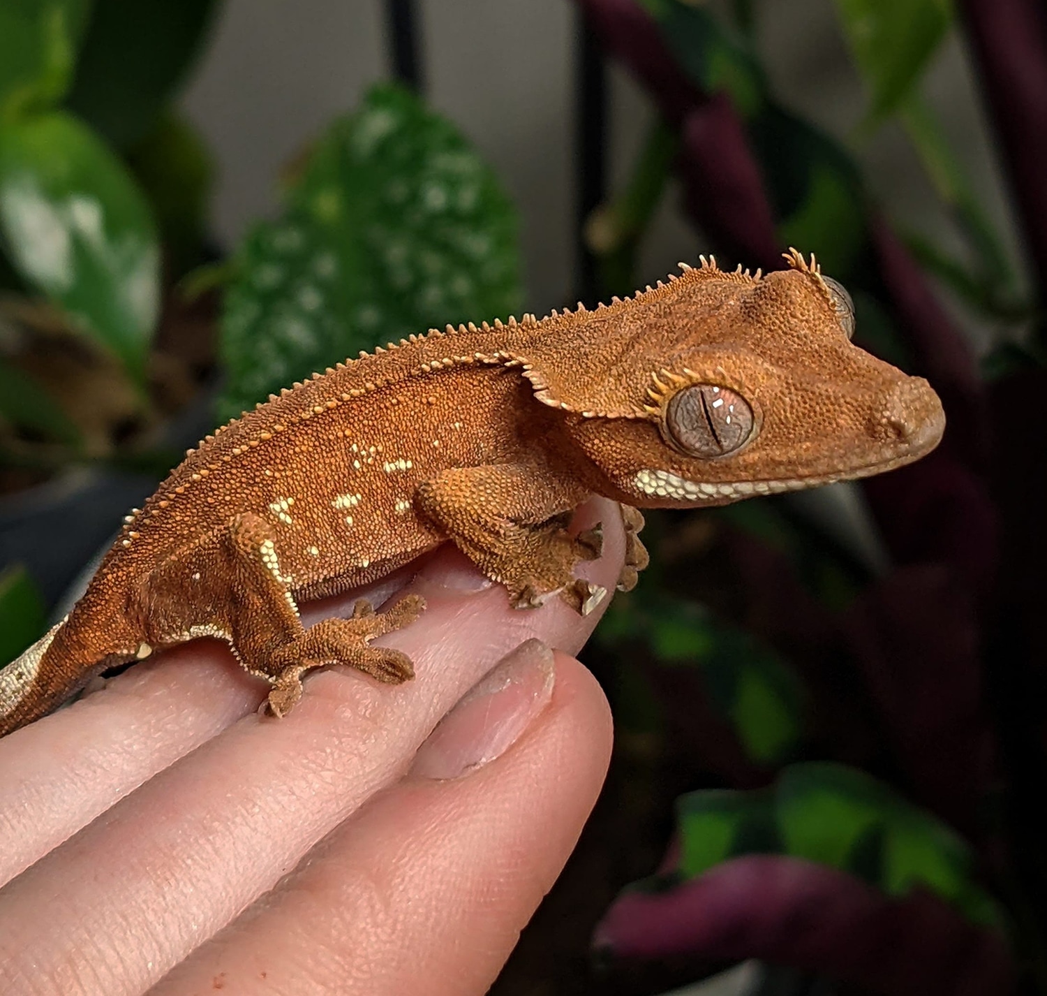 Red Patternless With Portholes Crested Gecko by K&C Geckos - MorphMarket