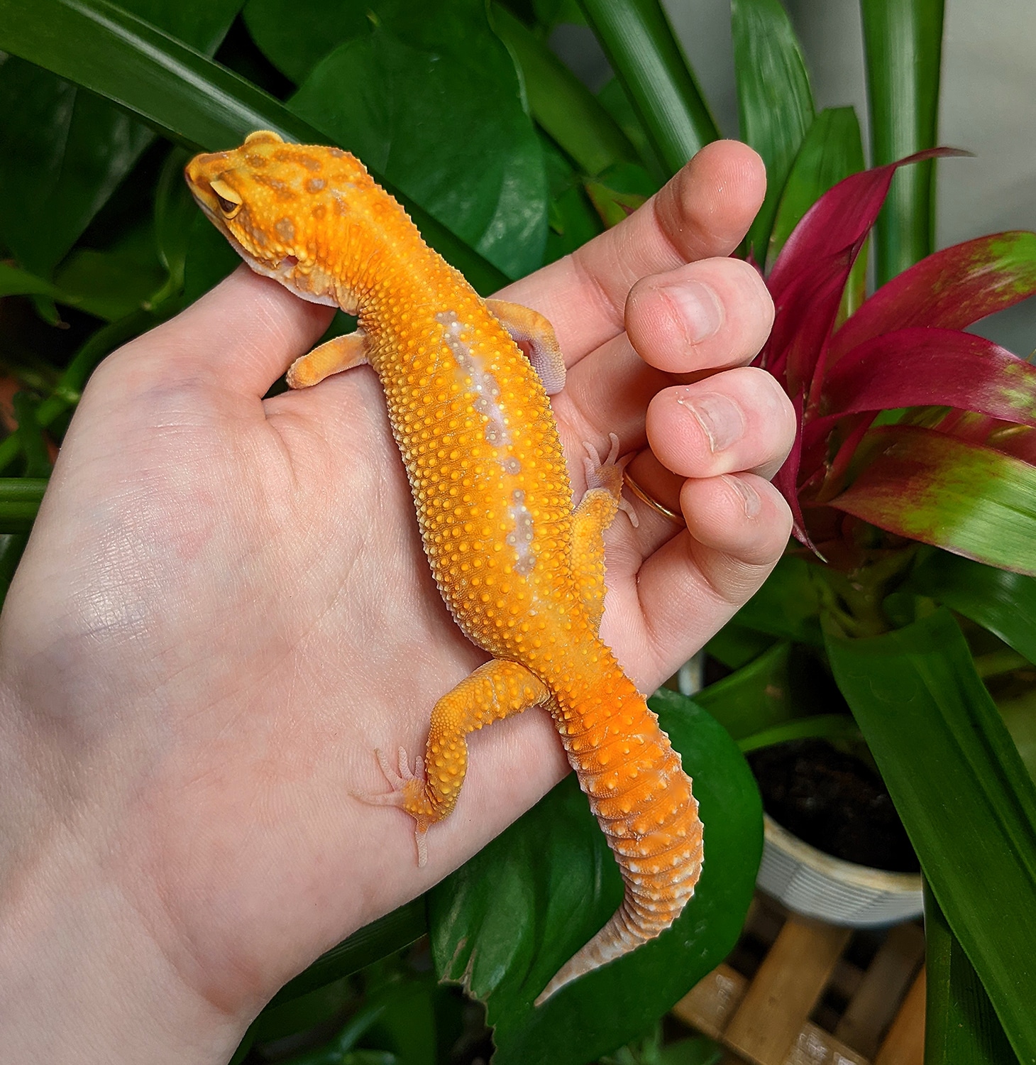 Red Diamond Cross 100% Het Eclipse Leopard Gecko by K&C Geckos ...