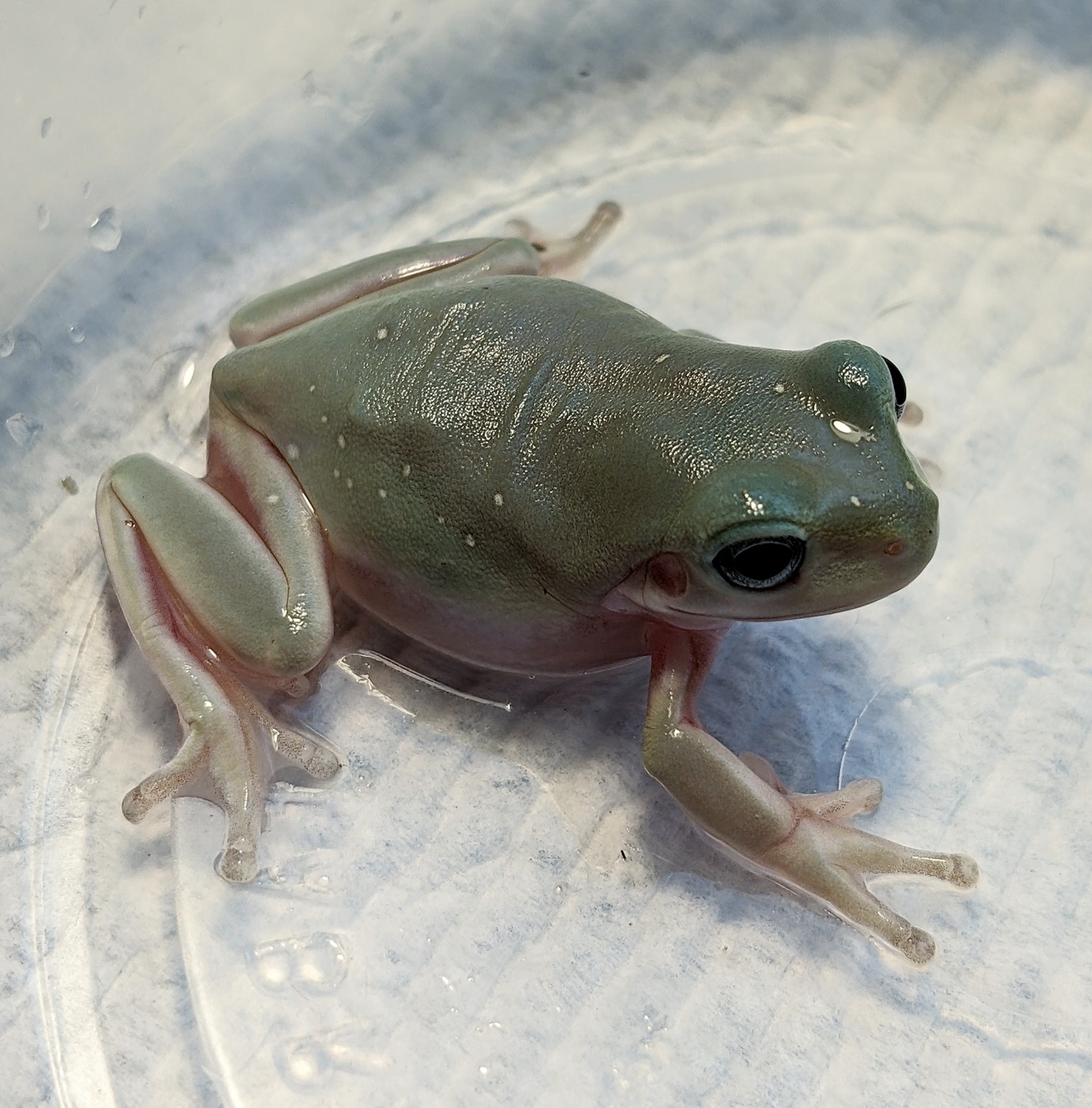 Blue Eye Snowflake White's Tree Frog by K&C Geckos - MorphMarket
