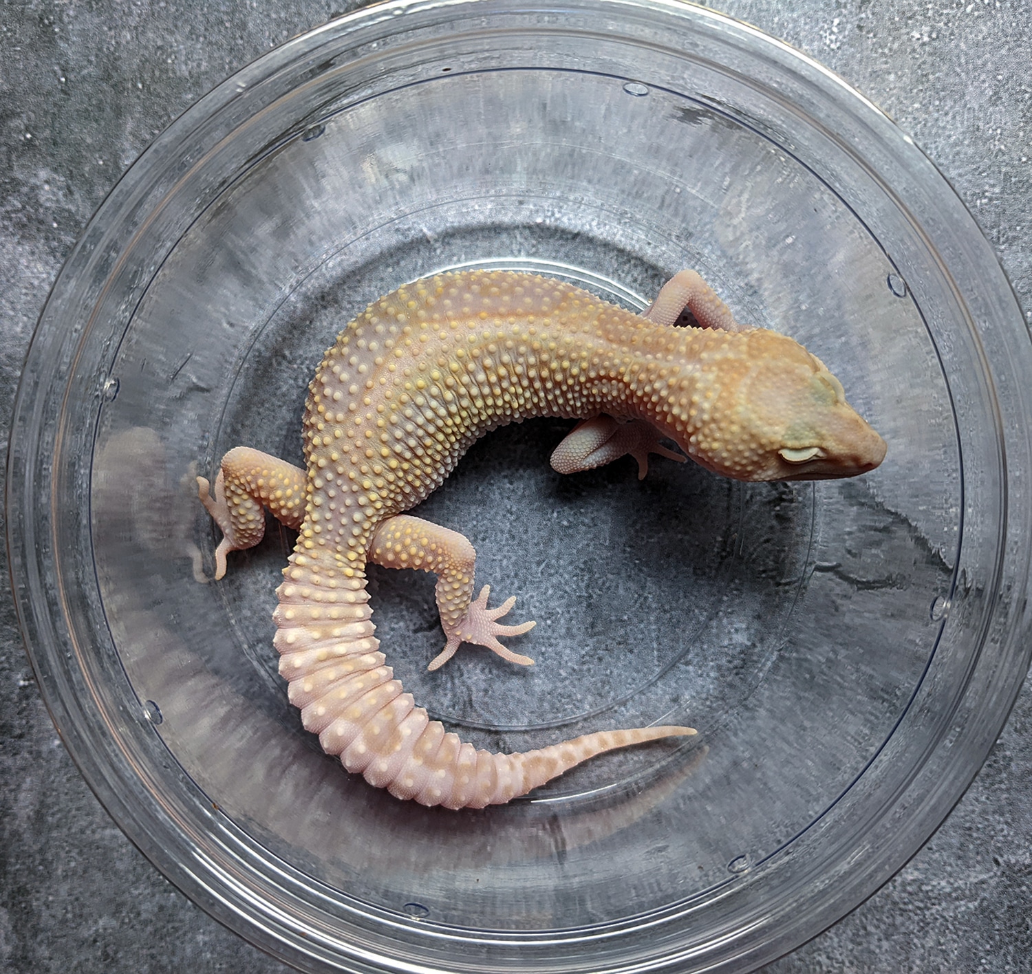 Mack Snow Raptor 66% Het Blizzard Leopard Gecko by K&C Geckos - MorphMarket