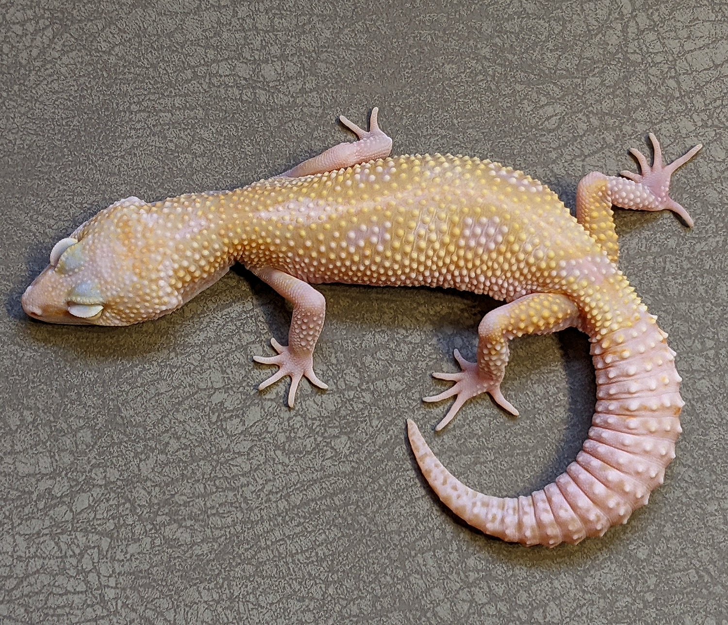 SALE Mack Snow Raptor 50% Het Blizzard Leopard Gecko by K&C Geckos ...