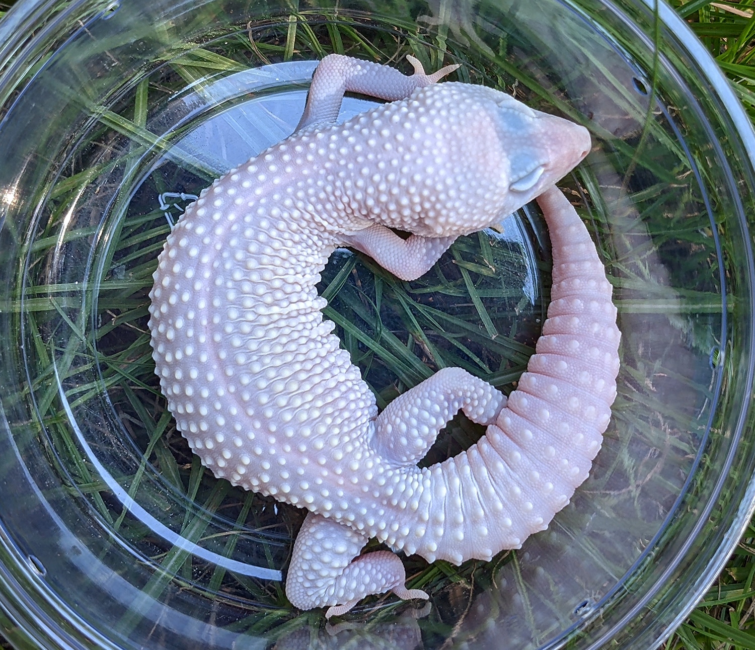 Snow Blazing Blizzard Probable W/Y 66% Pos Eclipse Leopard Gecko by K&C ...