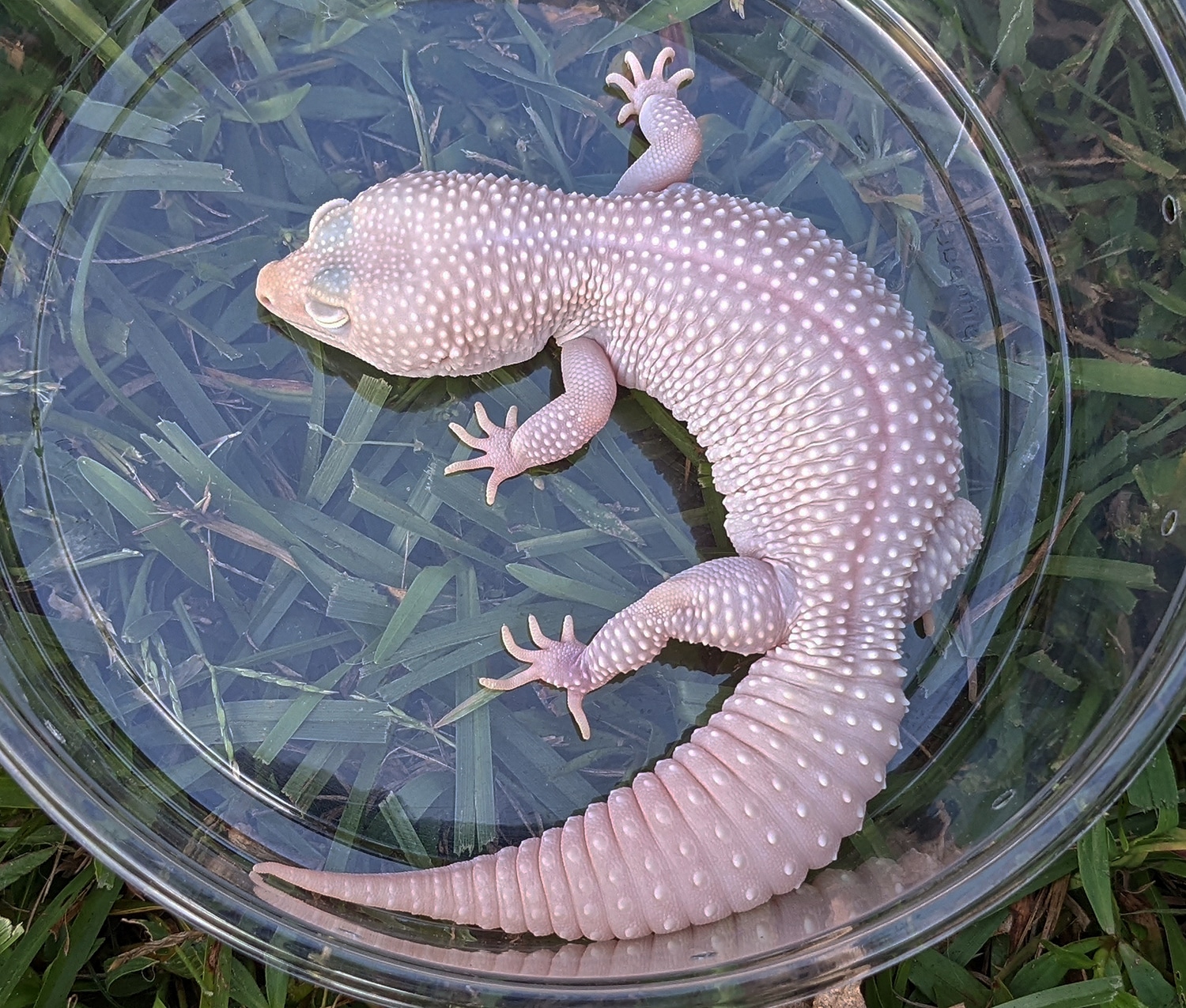 SALE Snow Blazing Blizzard Het Eclipse Leopard Gecko by K&C Geckos ...