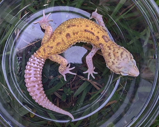 Snow Radar Leopard Gecko by K&C Geckos