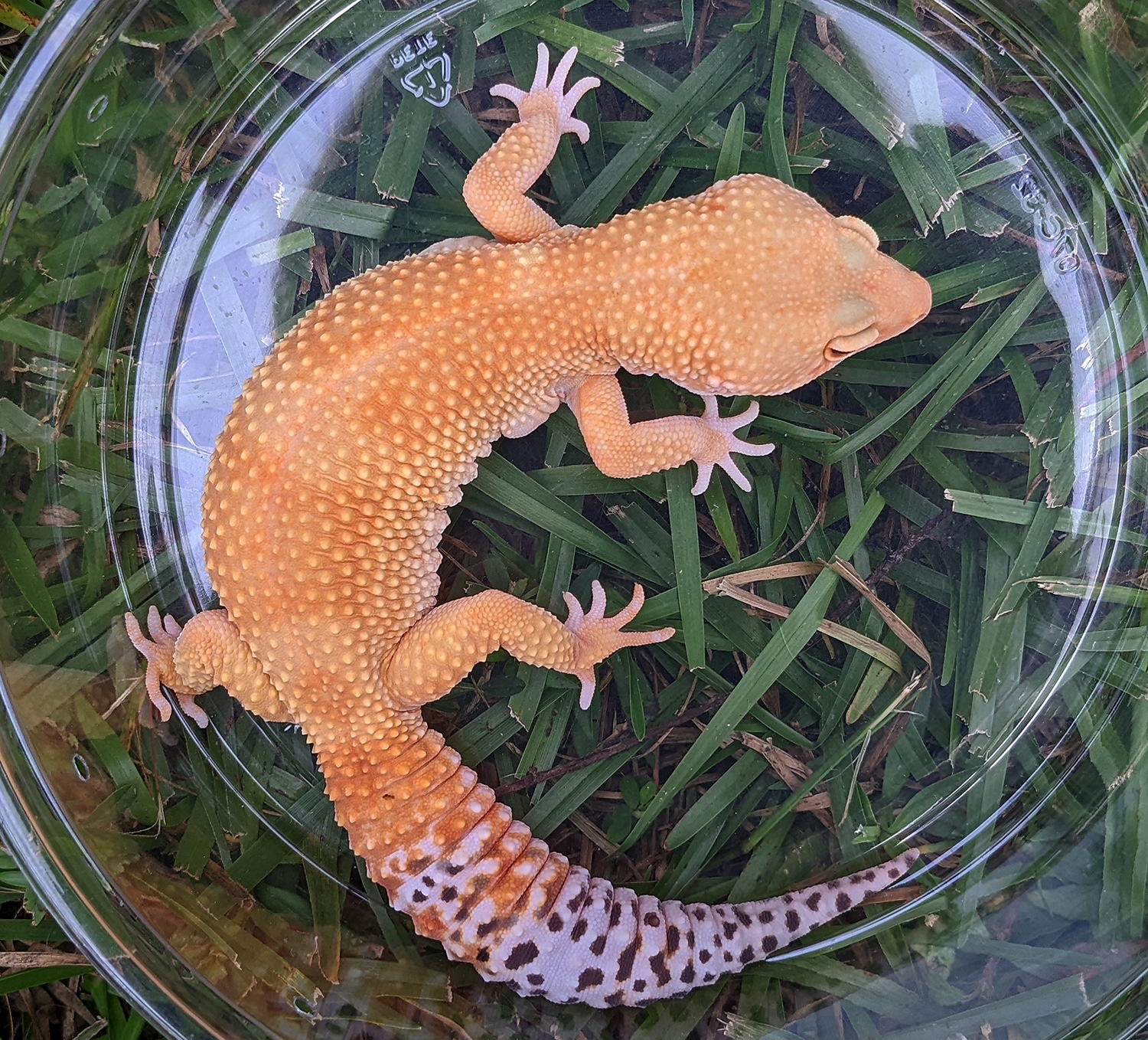 RTB Mandarin/Blood Tangerine NKH Leopard Gecko by K&C Geckos - MorphMarket