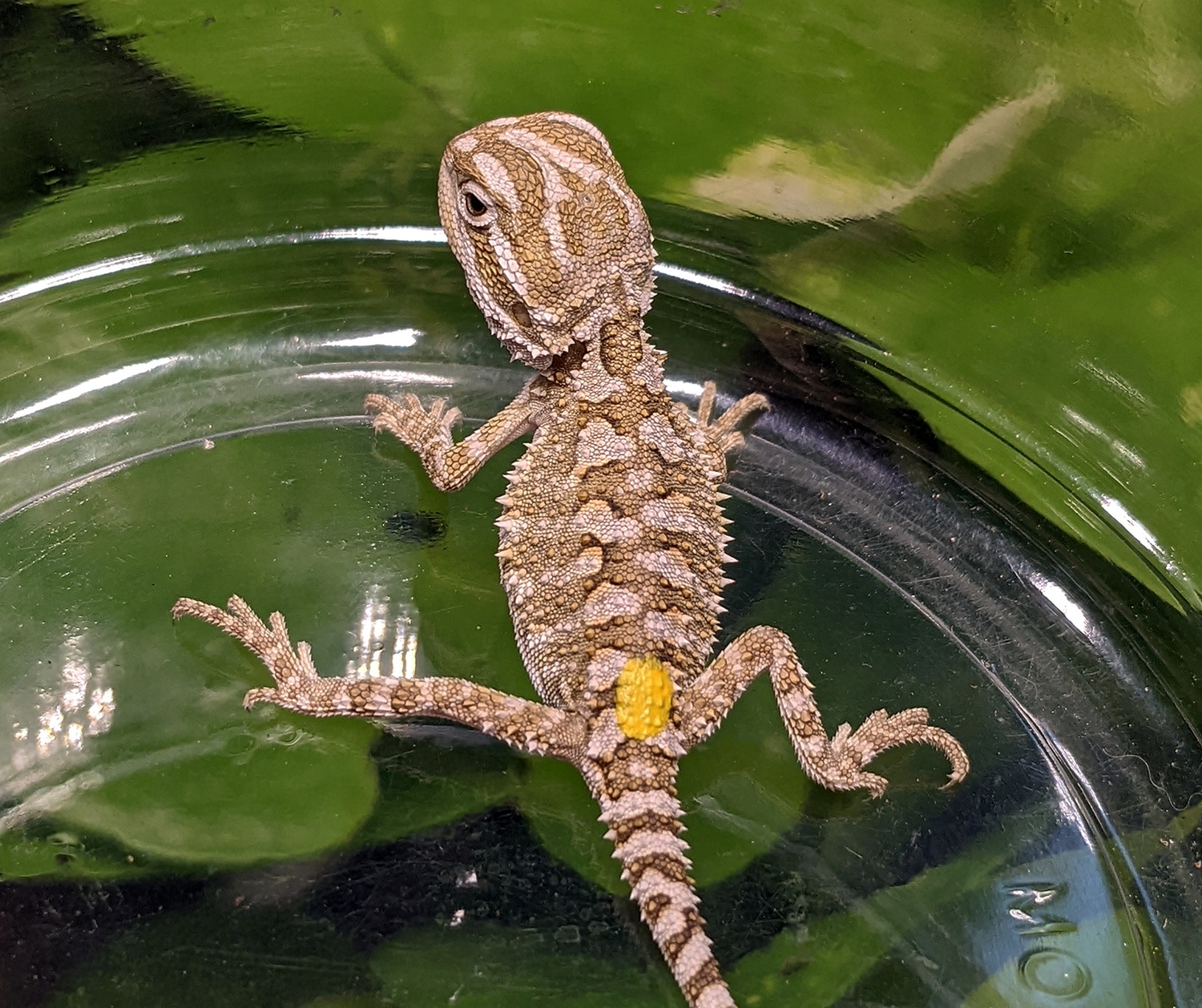 Yellow - Rankins Rankin's Dragon by K&C Geckos - MorphMarket