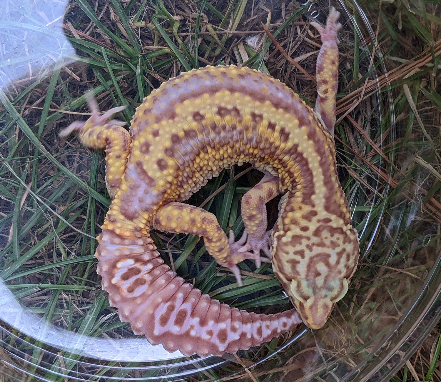 Boldstripe Lavender Bell Het Eclipse Leopard Gecko by K&C Geckos ...