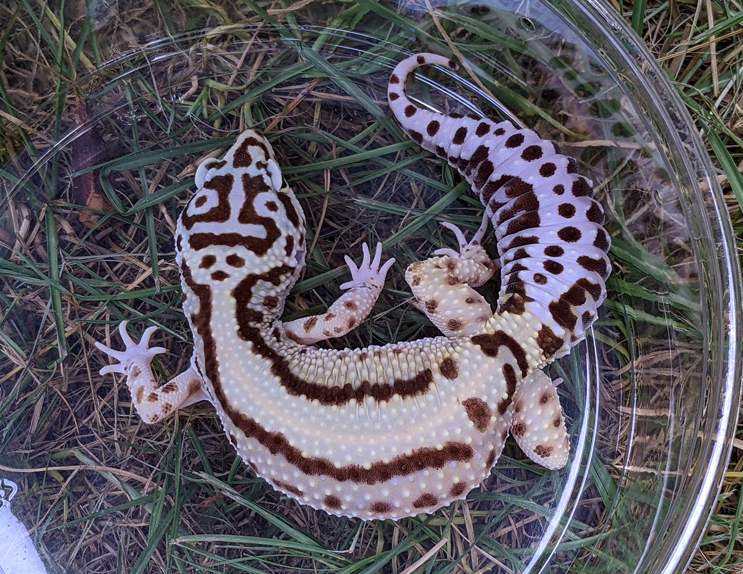 Boldstripe Het Tremper Pos Het Eclipse Leopard Gecko by K&C Geckos ...